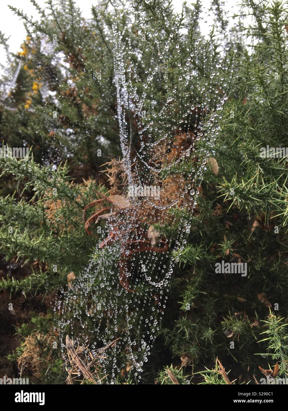 Tree cobweb hi-res stock photography and images - Alamy
