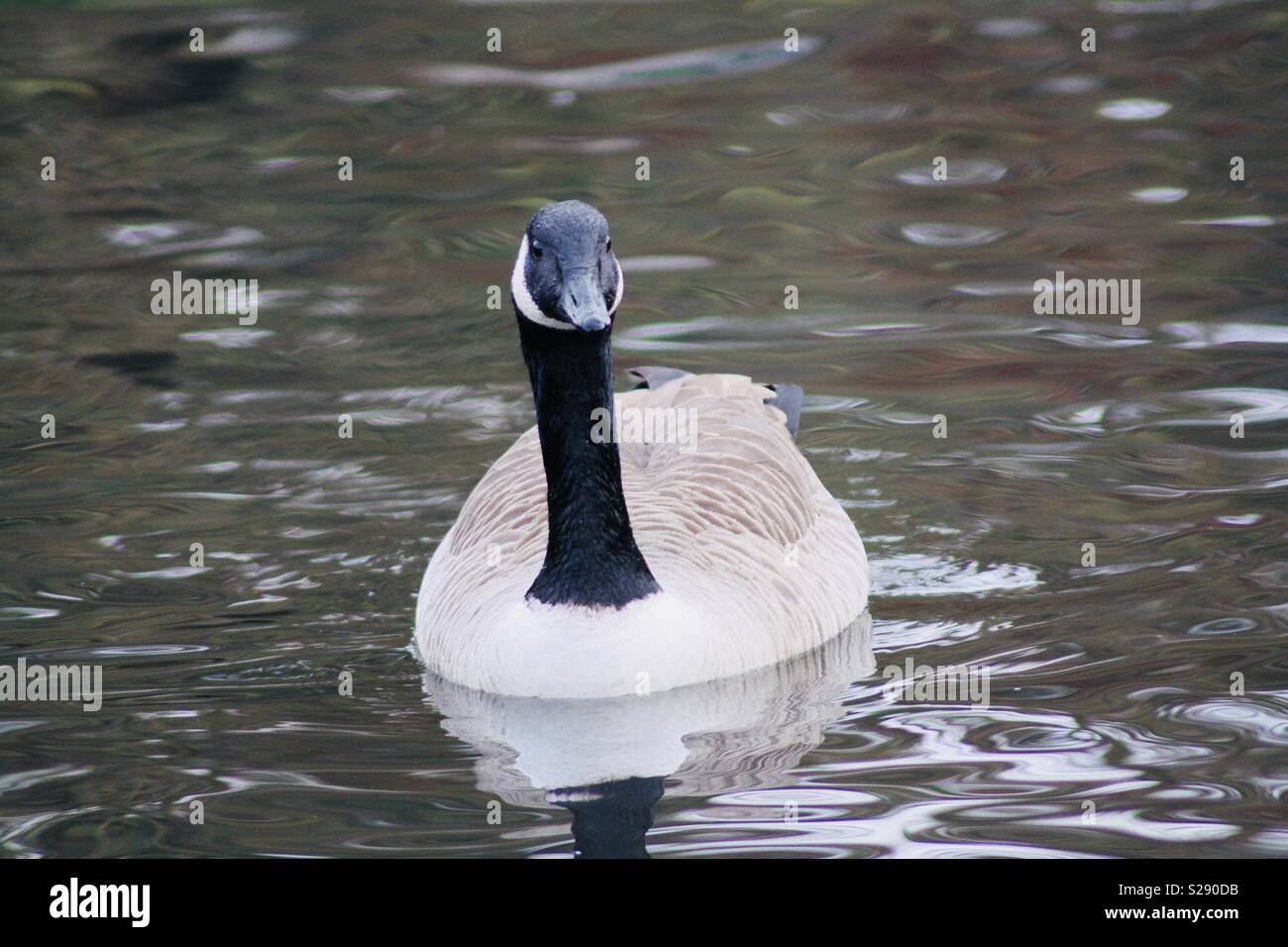 Dirty swan hi-res stock photography and images - Alamy