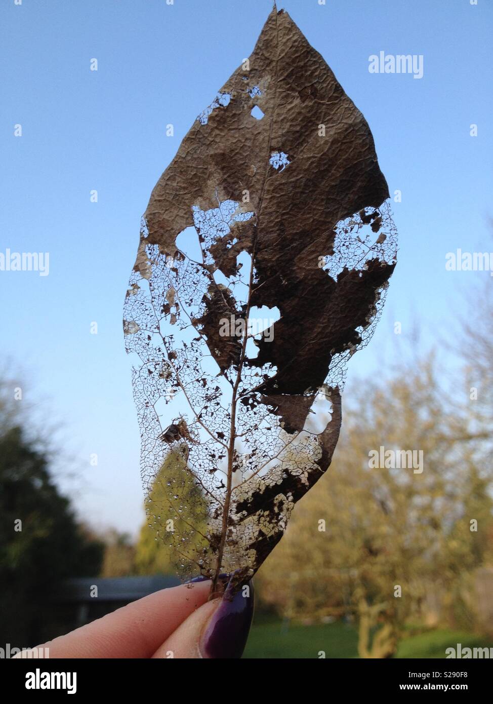 Leaf skeleton hi-res stock photography and images - Alamy