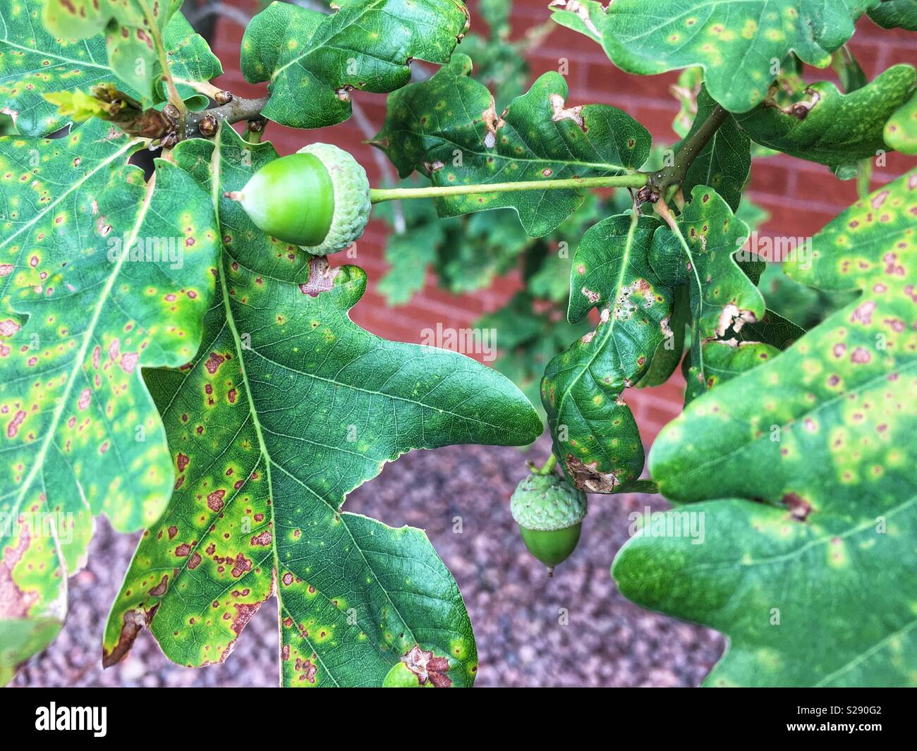 Oak tree acorns and leaves hi-res stock photography and images - Alamy
