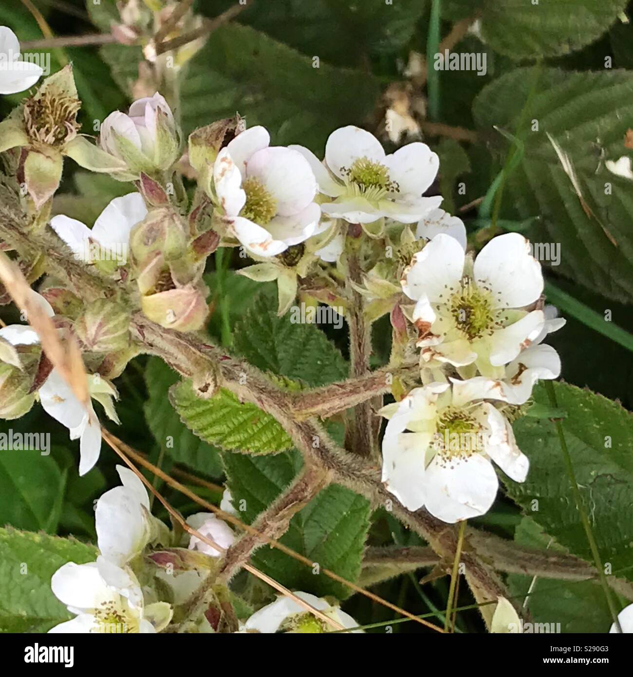 Mora berry hi-res stock photography and images - Alamy