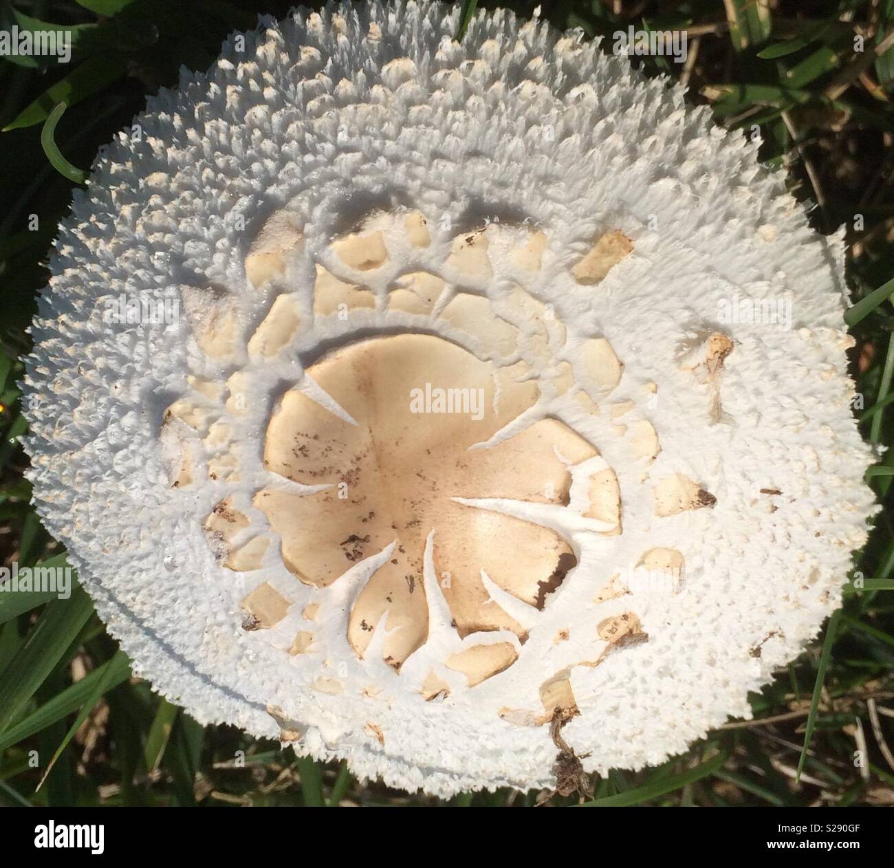 Alien creature hi-res stock photography and images - Alamy