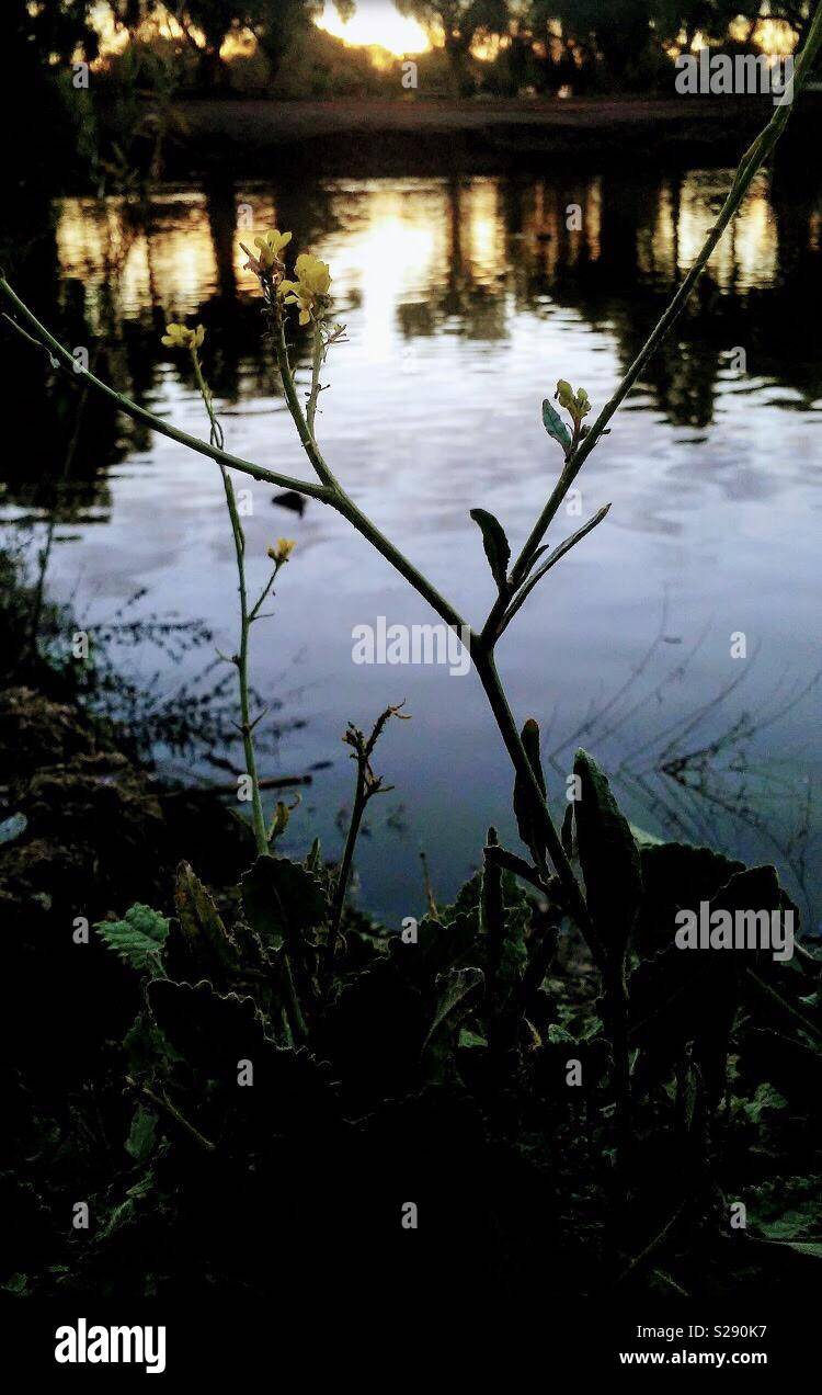 Golden Nature Hour Stock Photo - Alamy