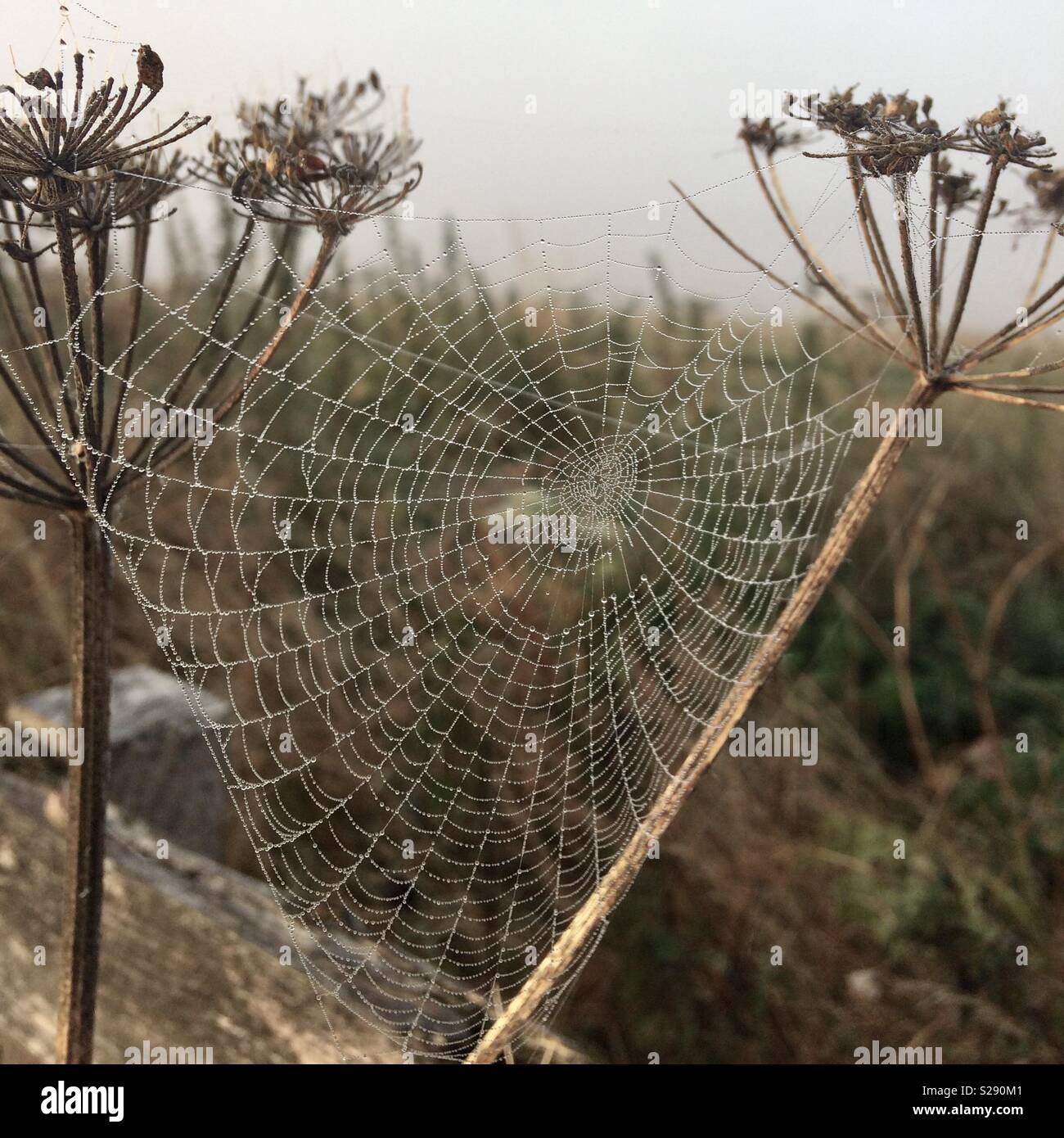 Home cobweb hi-res stock photography and images - Alamy
