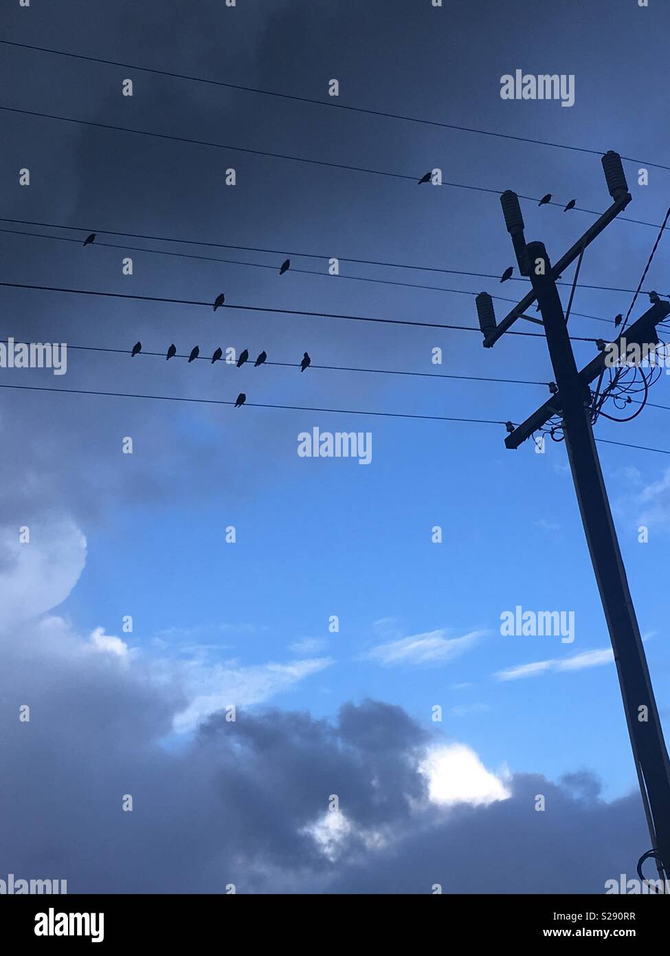 Birds of wire hi-res stock photography and images - Alamy
