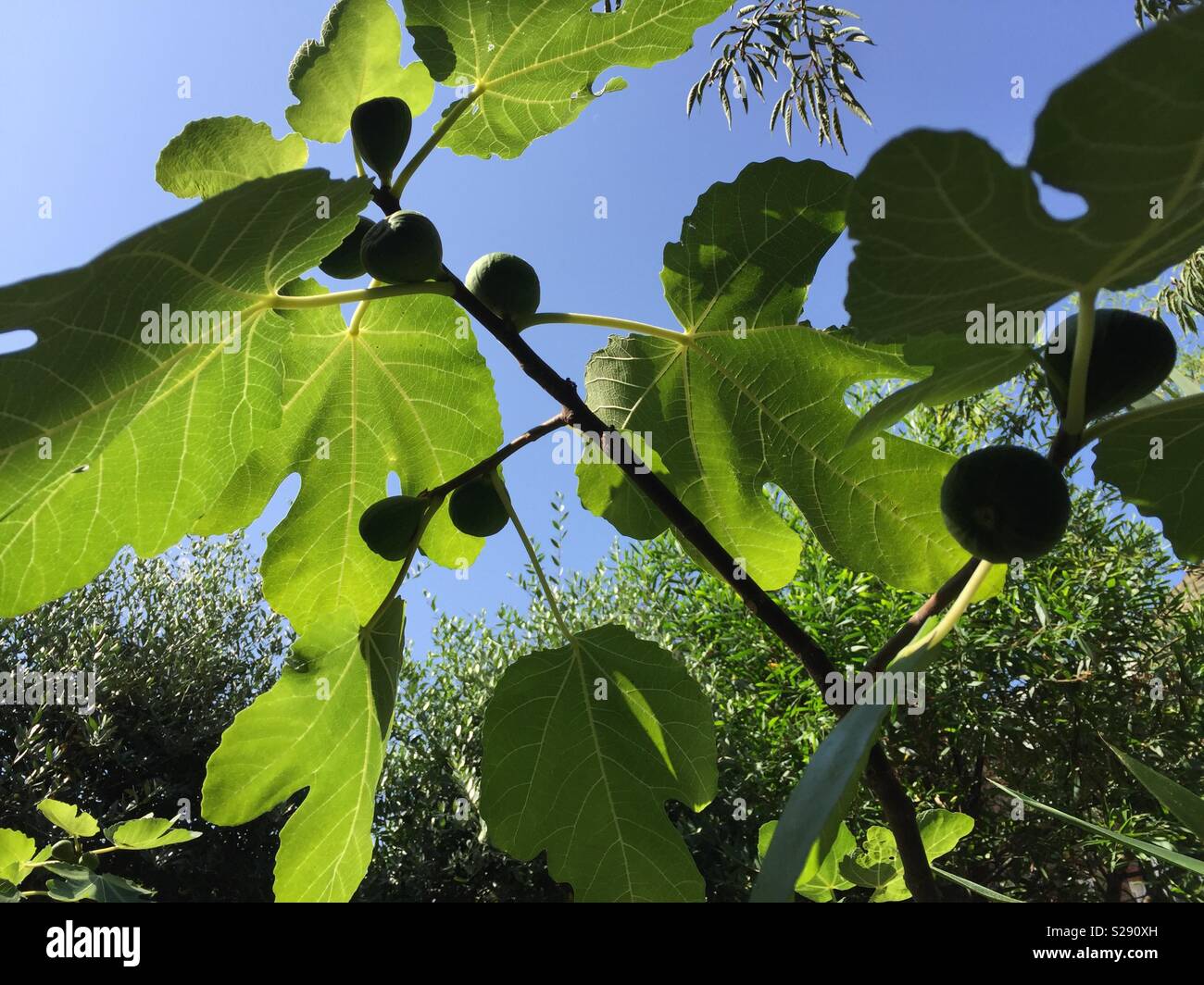 Fig Trees High Resolution Stock Photography and Images - Alamy