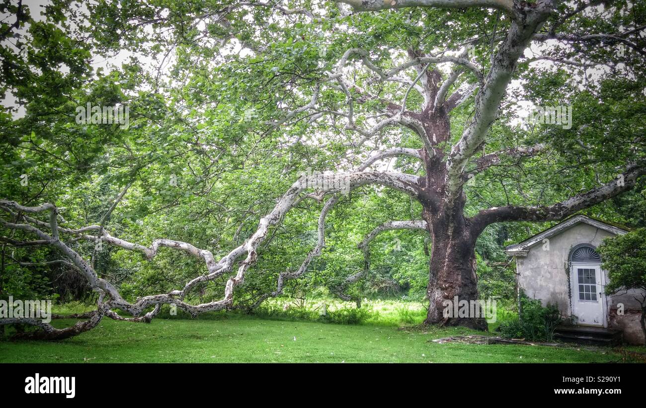 Old sycamore tree hi-res stock photography and images - Alamy