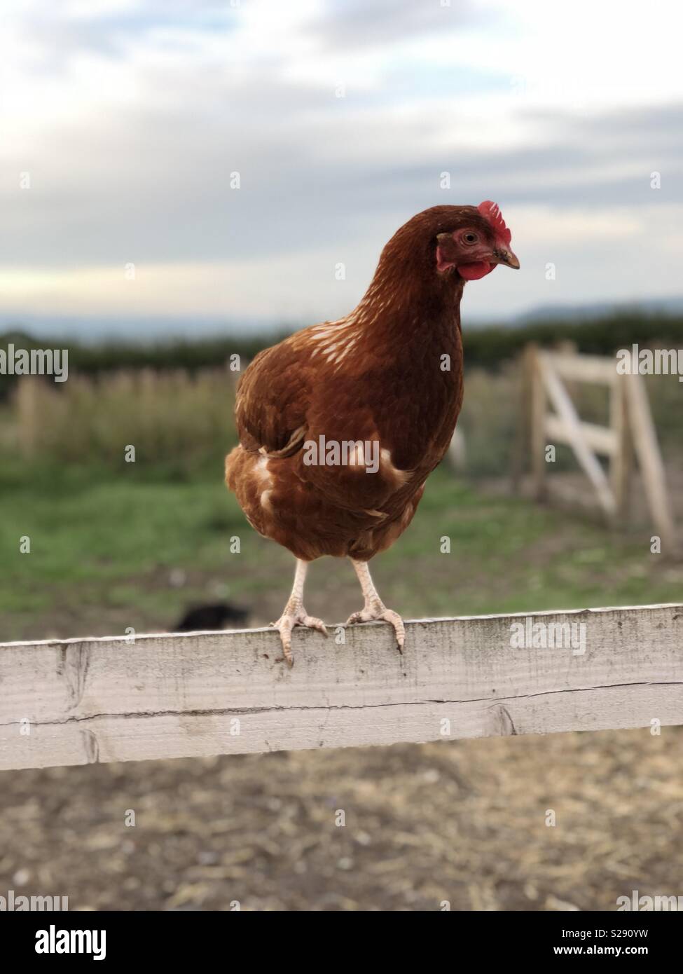 Chicken Fence Stock Photos & Chicken Fence Stock Images - Alamy