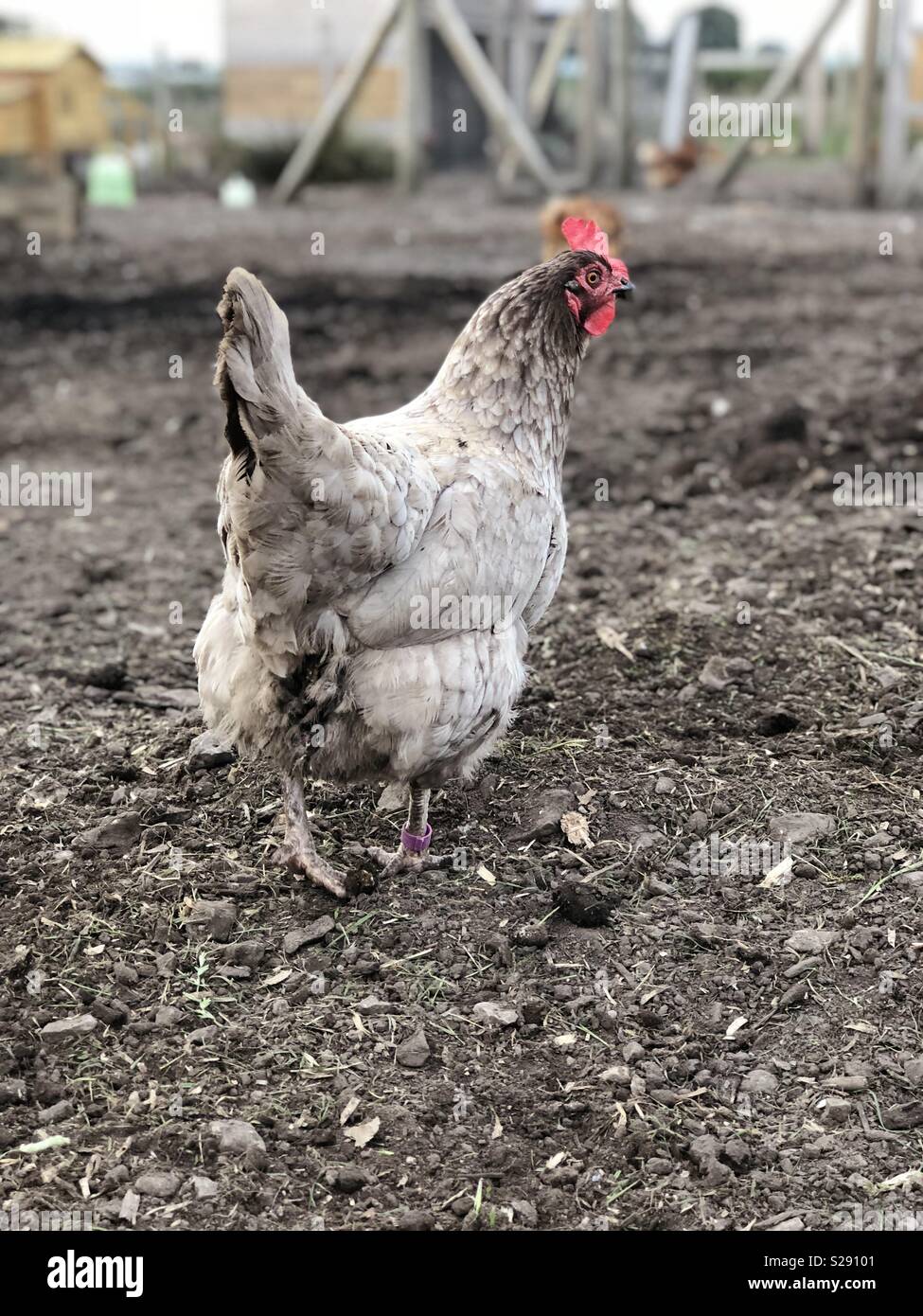 Bluebell Chicken Stock Photos & Bluebell Chicken Stock Images - Alamy