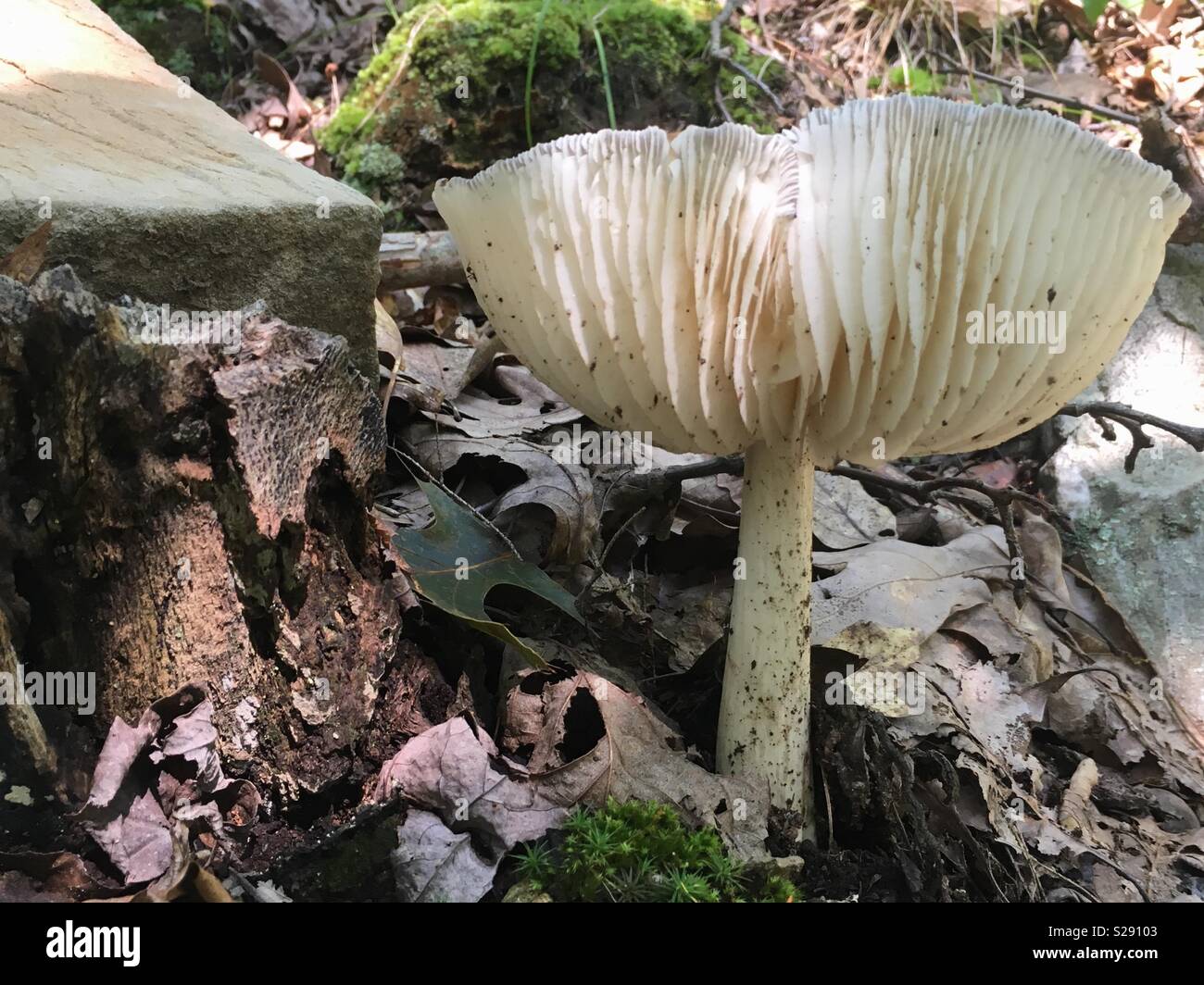 State fungus hi-res stock photography and images - Alamy