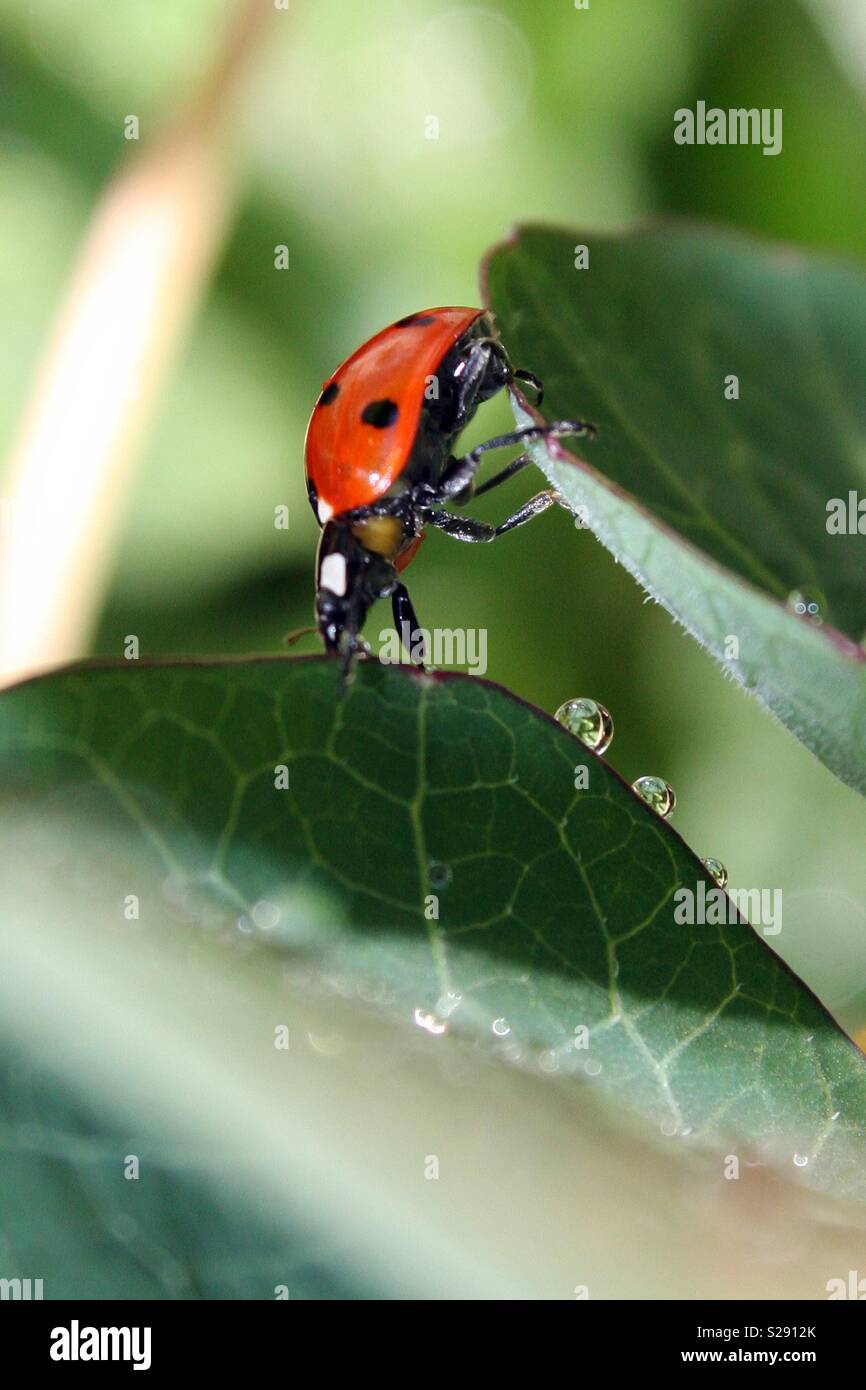 Lady bird close up Stock Photo - Alamy