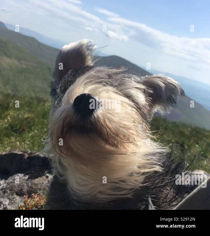 Miniature Schnauzer in the wind Stock Photo - Alamy