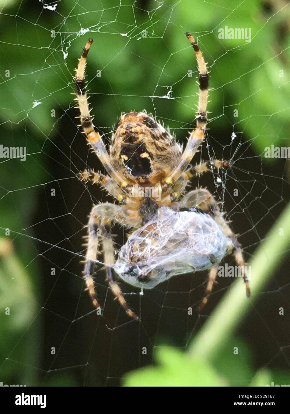 Wrapping up insect hi-res stock photography and images - Alamy