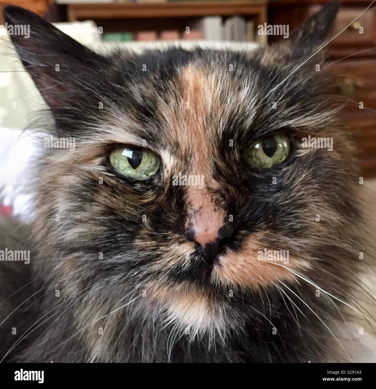 Jasmine, 20-yr-old tortoiseshell cat Stock Photo - Alamy