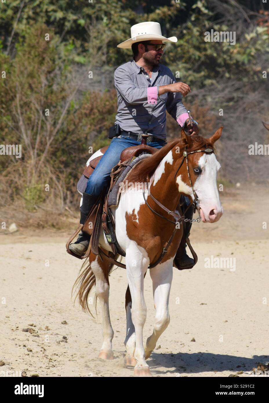California horse hi-res stock photography and images - Alamy
