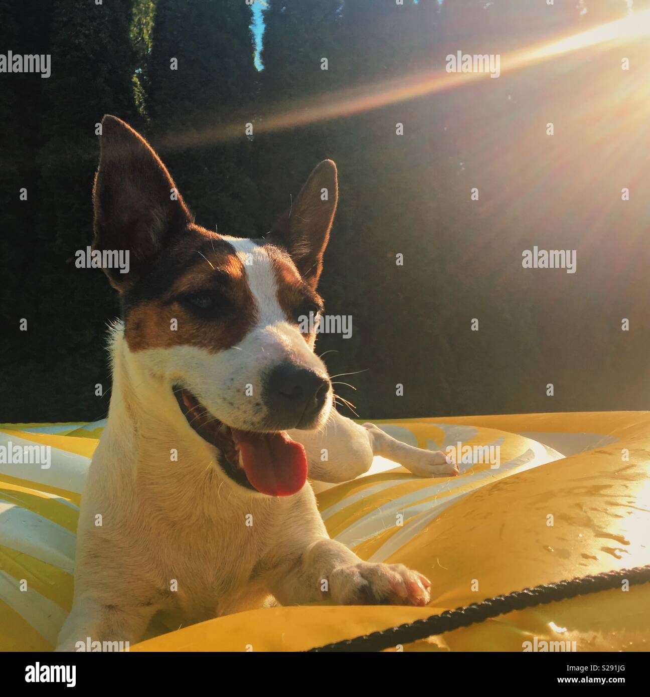 Jack Russell Terrier dog relaxing on a hot summer afternoon basking in ...