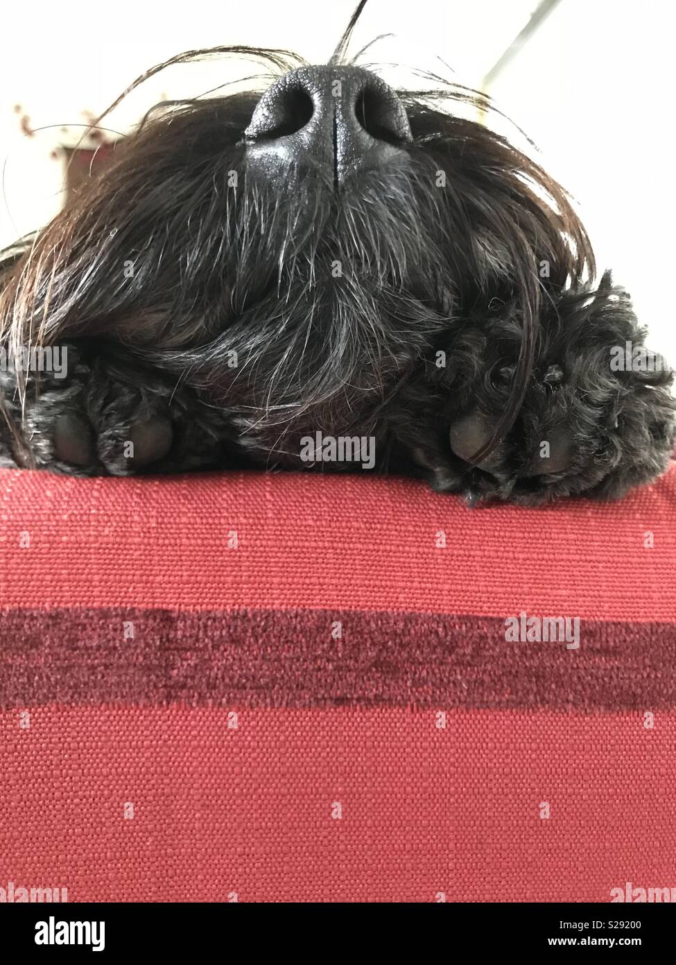 Boop boop hi-res stock photography and images - Alamy