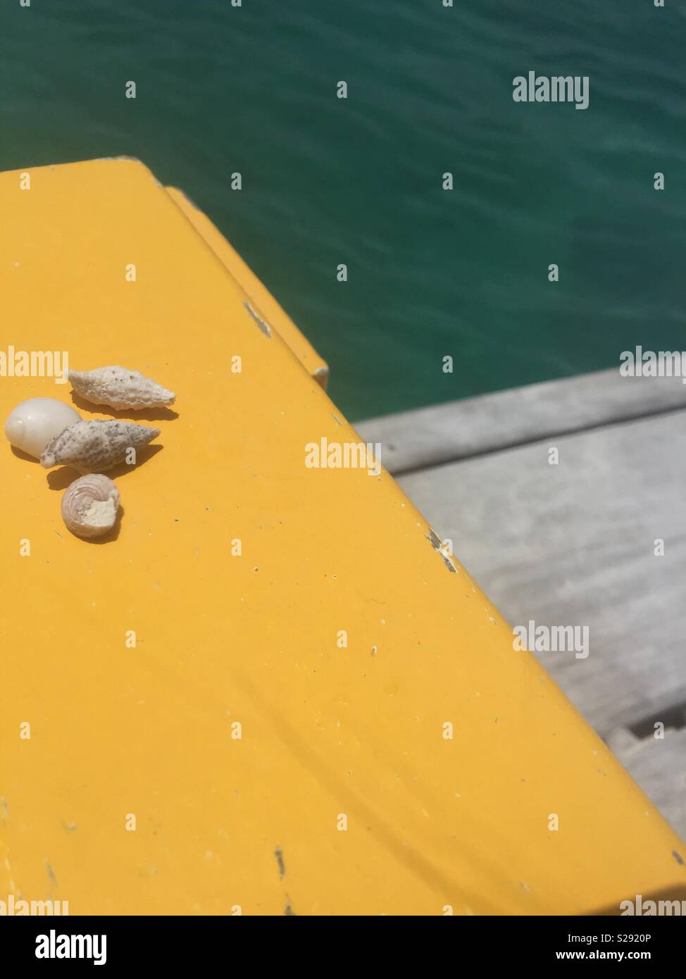 Some shells in Belize Stock Photo - Alamy