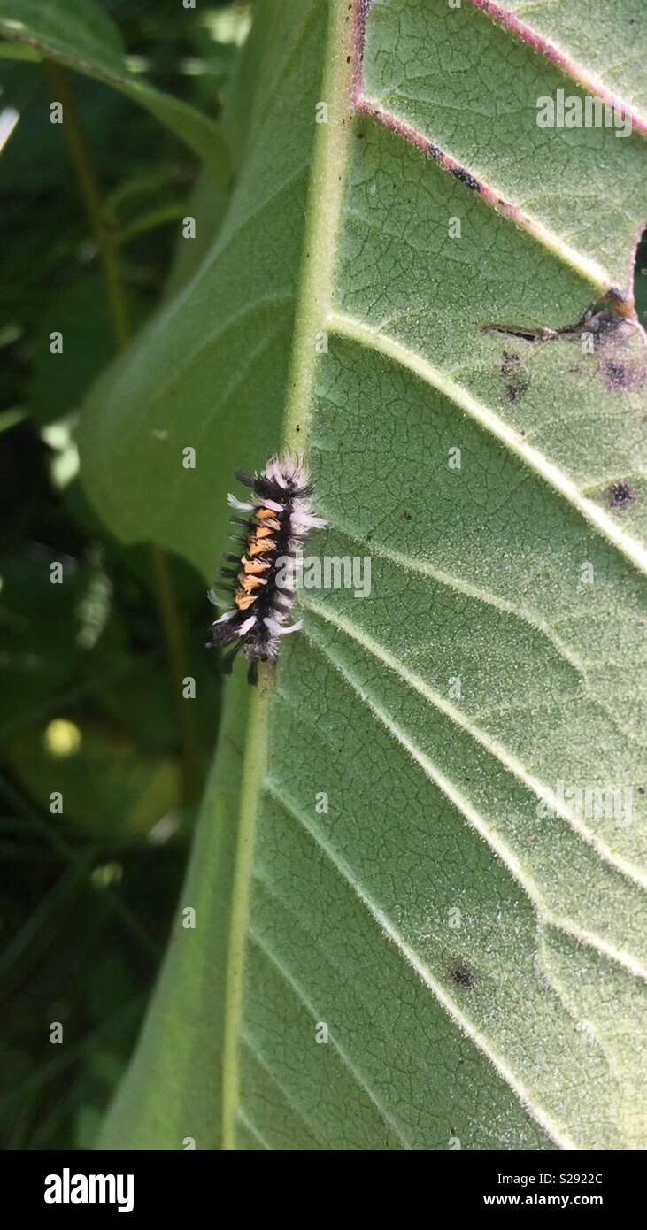 Nature of Midwest Wisconsin Stock Photo - Alamy