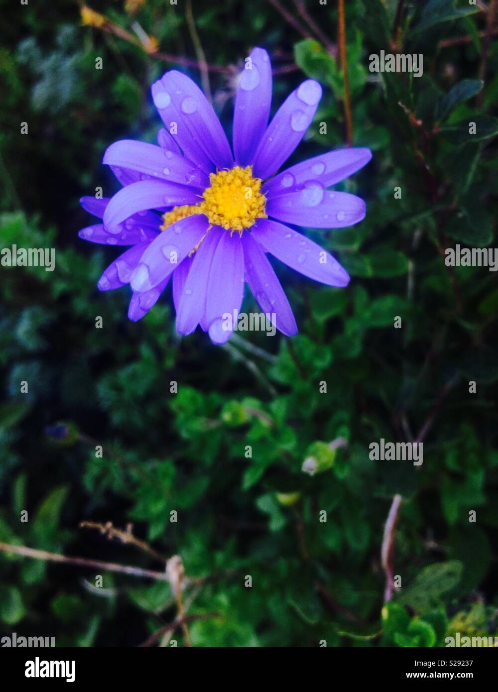Single bloom flower with water drops on the petals with green ...