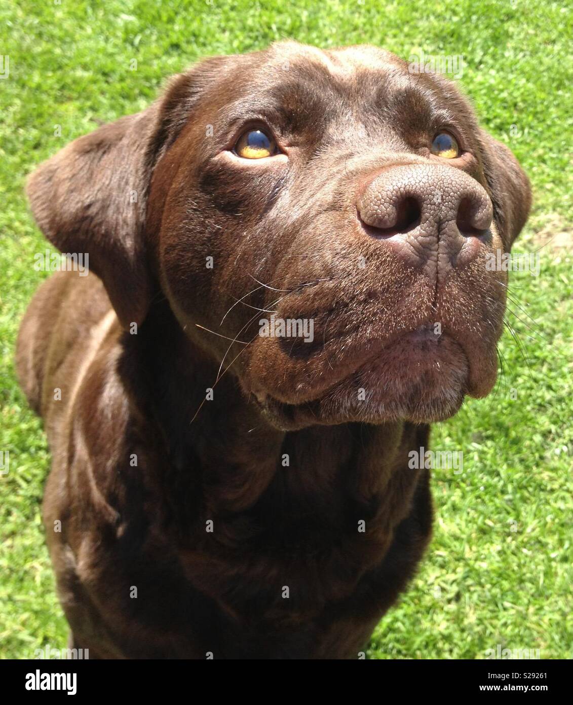 Chocolate Labrador called Scooby Stock Photo - Alamy