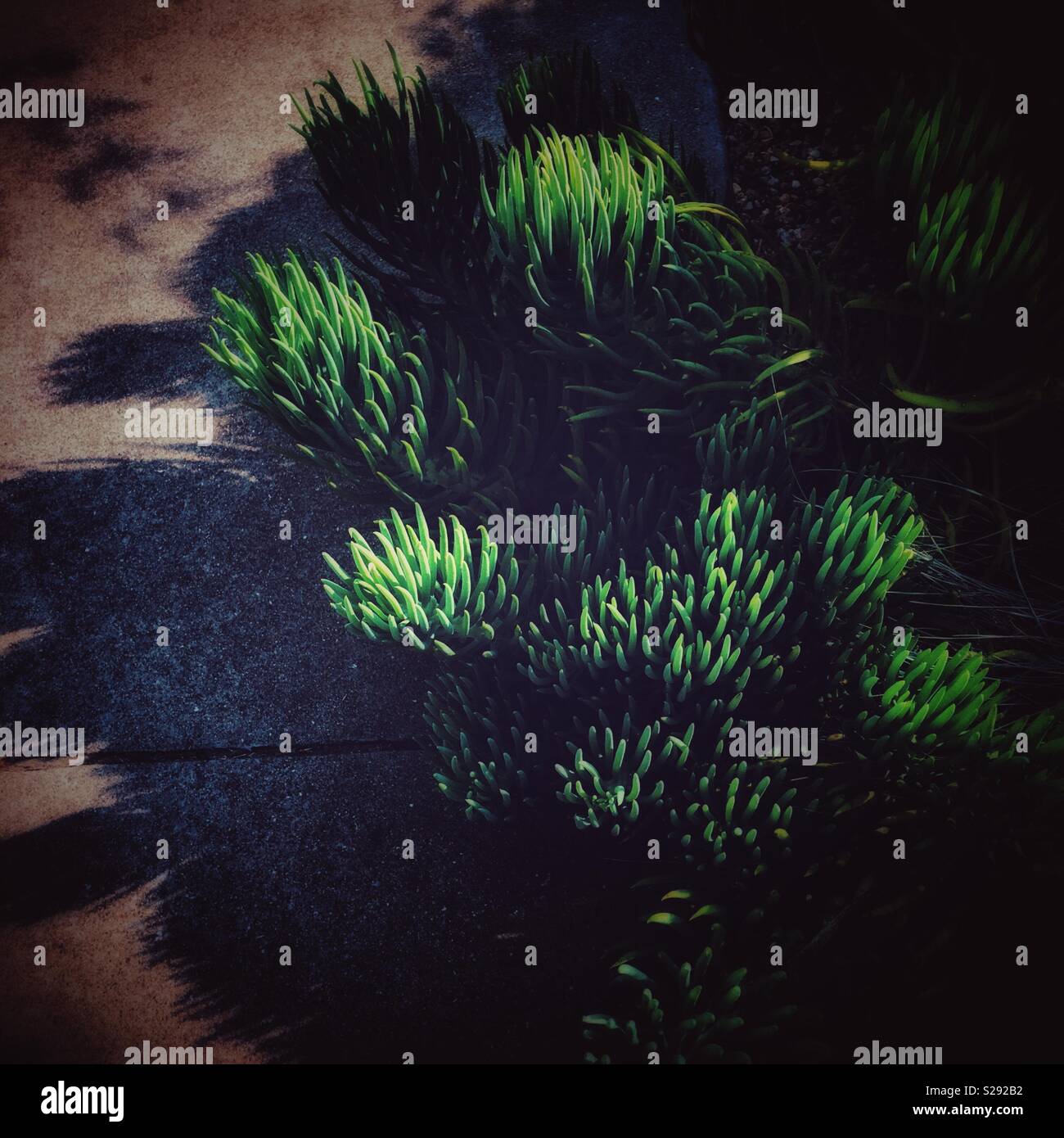 Craib hi-res stock photography and images - Alamy