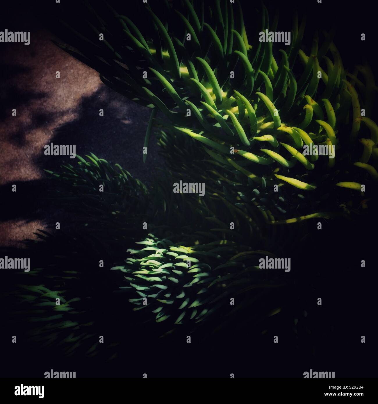 Craib hi-res stock photography and images - Alamy