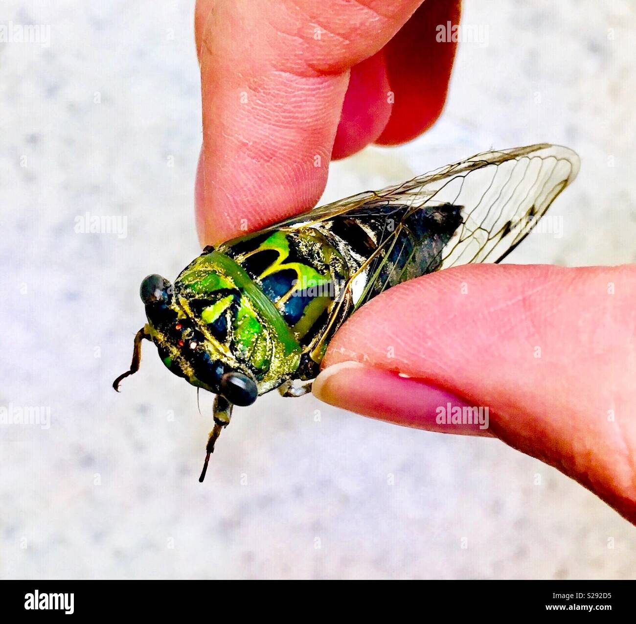 Person holding cicada between fingers Stock Photo - Alamy