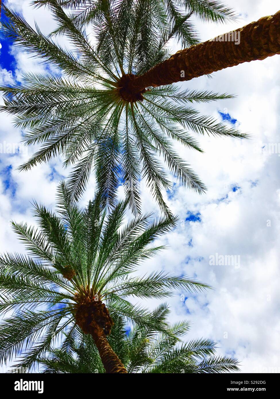 Palms trees from above hi-res stock photography and images - Alamy