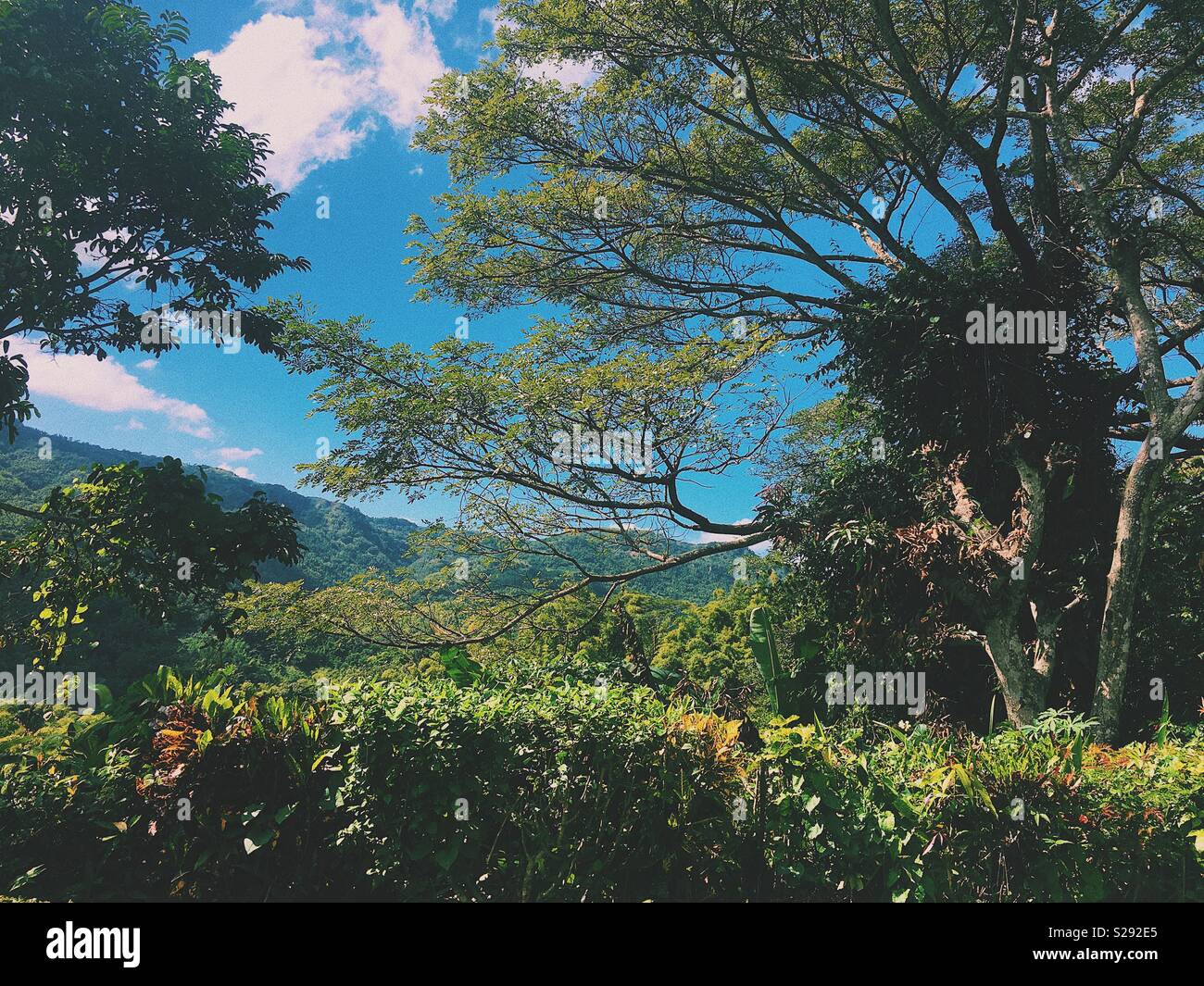 Jamaica hills hi-res stock photography and images - Alamy