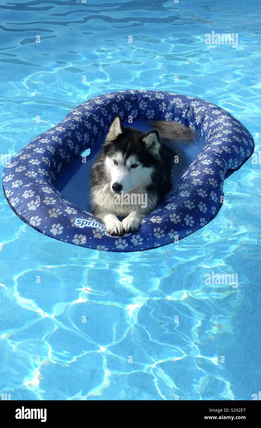 Jeti relaxing in the pool Stock Photo - Alamy