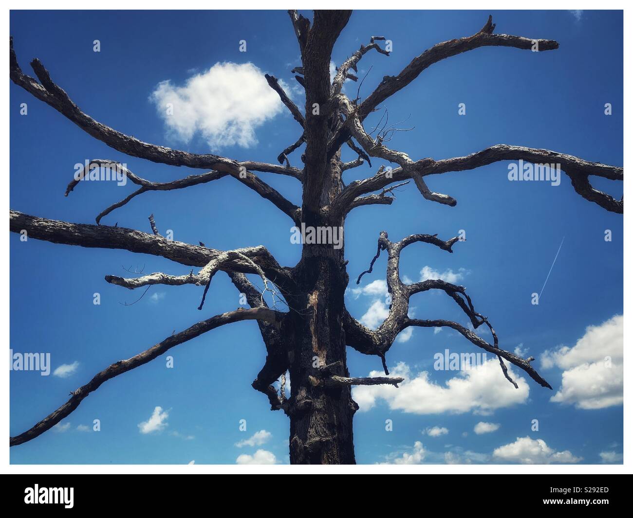 Limbs of a tree hi-res stock photography and images - Alamy