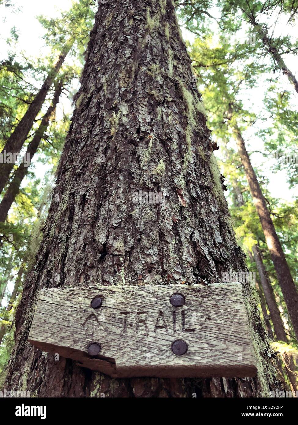 Wooden sign trees tree wood forest hi-res stock photography and images ...