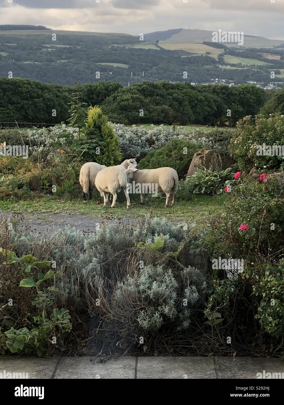 Sheep wales hi-res stock photography and images - Alamy