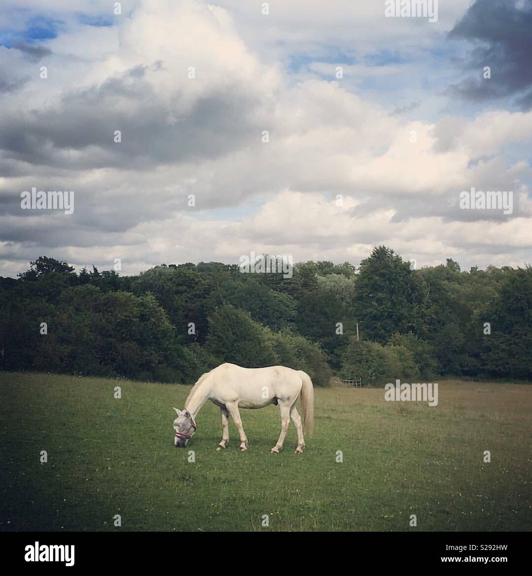 White horse field hi-res stock photography and images - Alamy