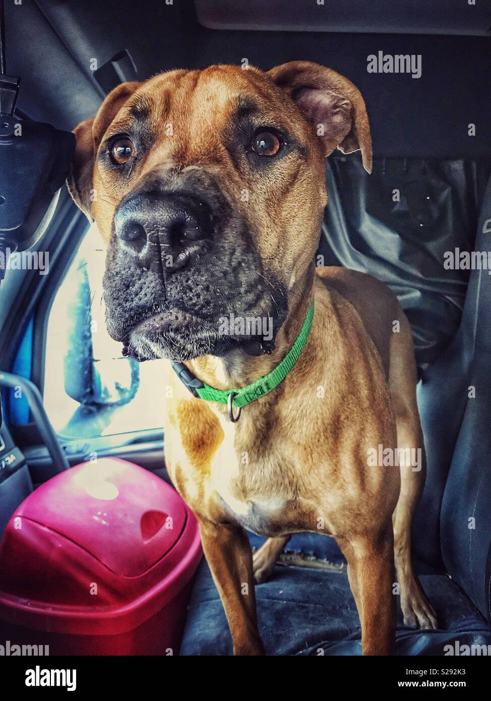 Alerted dog hi-res stock photography and images - Alamy