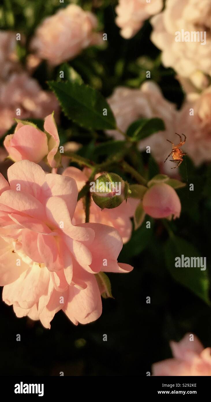 Pink Rose and Spider Stock Photo - Alamy