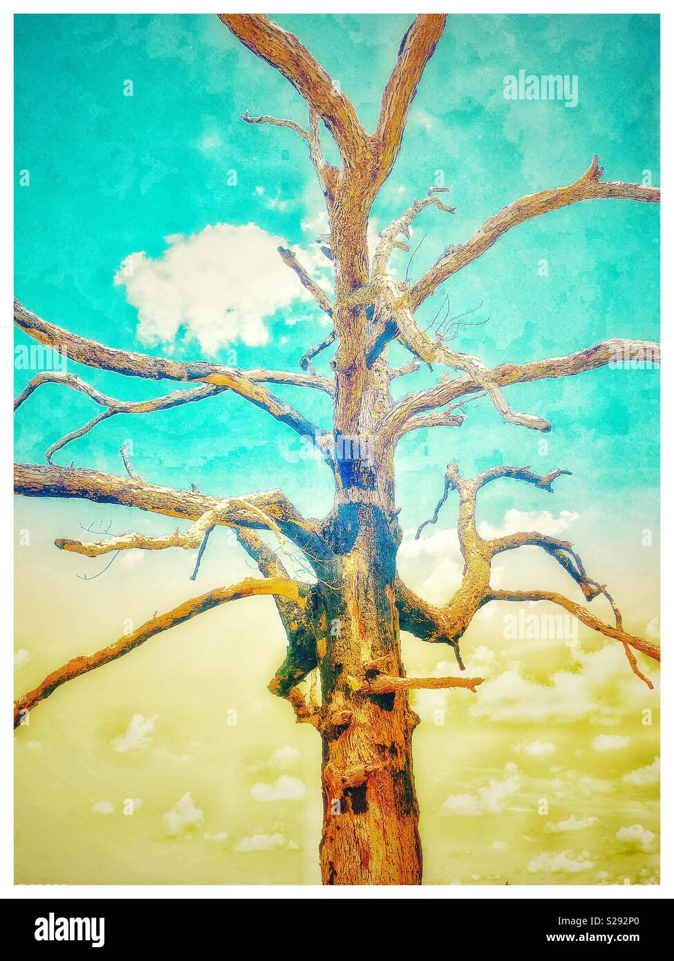 Tree standing alone hi-res stock photography and images - Alamy
