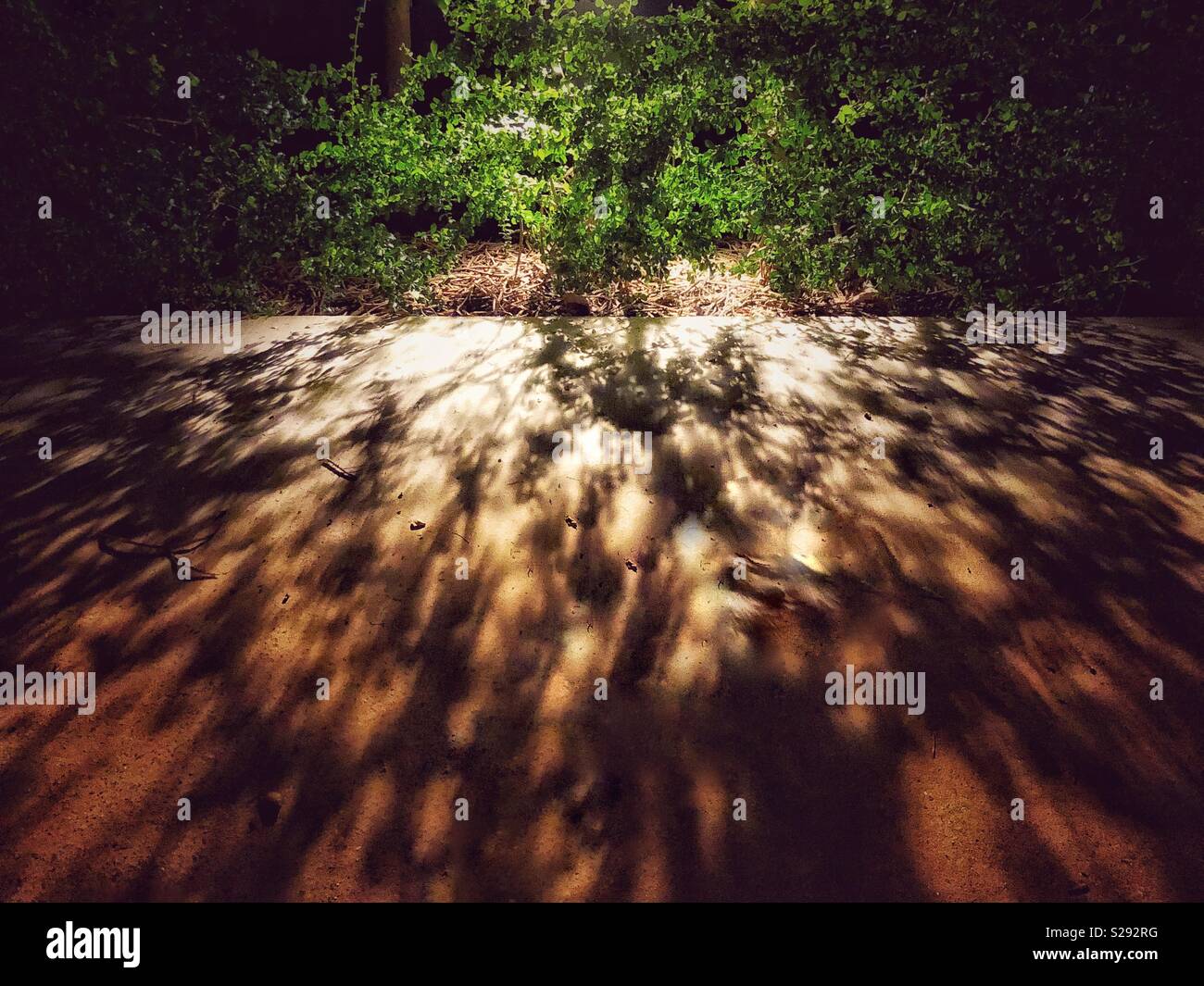 Light and shadow nature hi-res stock photography and images - Alamy