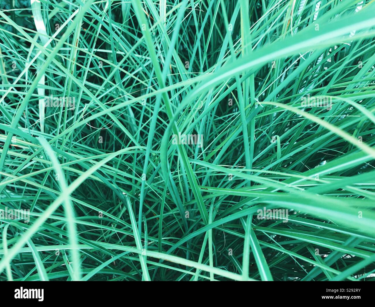 Long grass is a forest for micros - close up Stock Photo - Alamy