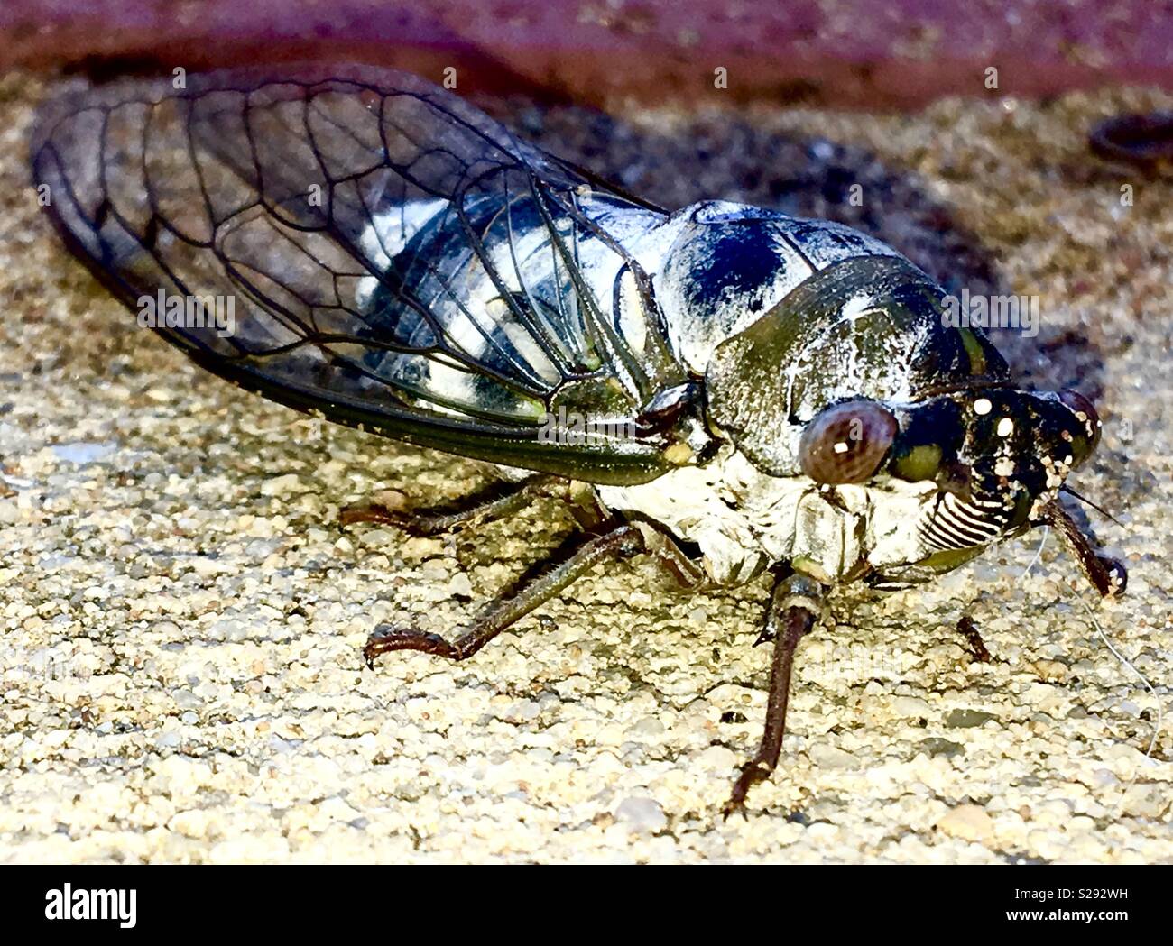 Cicada close up Stock Photo - Alamy