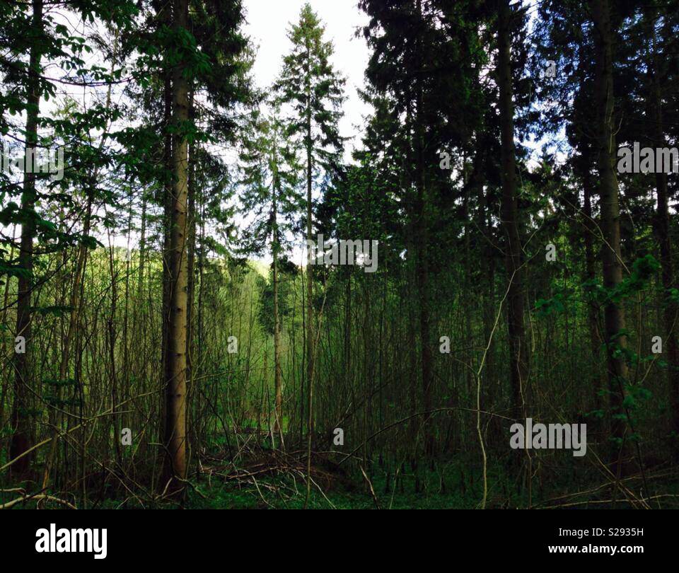 Salcey forest hi-res stock photography and images - Alamy