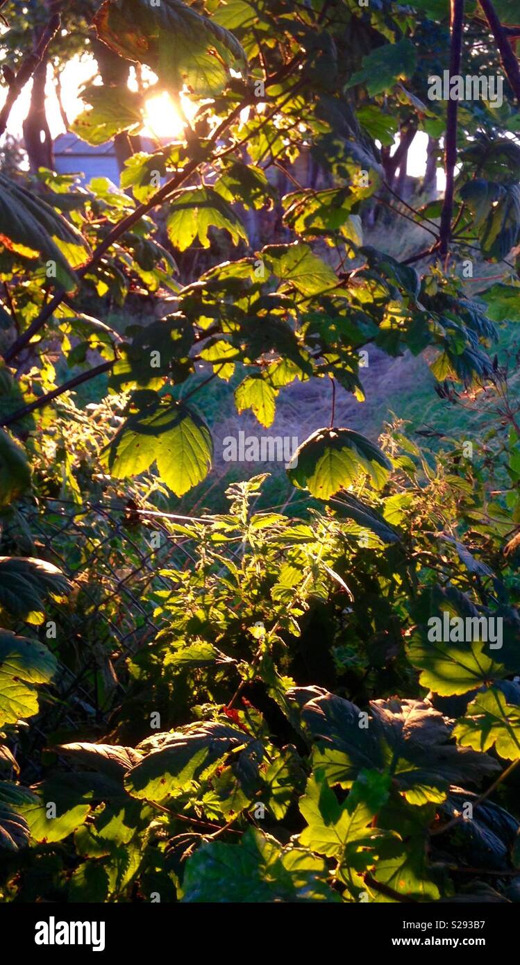 Sun in Trees Stock Photo - Alamy