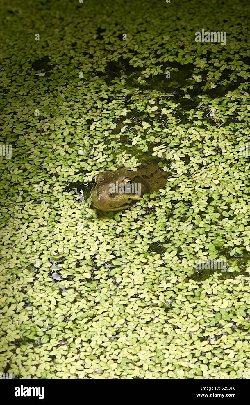 Frog in duckweed hi-res stock photography and images - Alamy