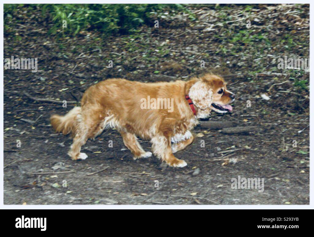 King Charles cavalier dog ruby colour Stock Photo - Alamy