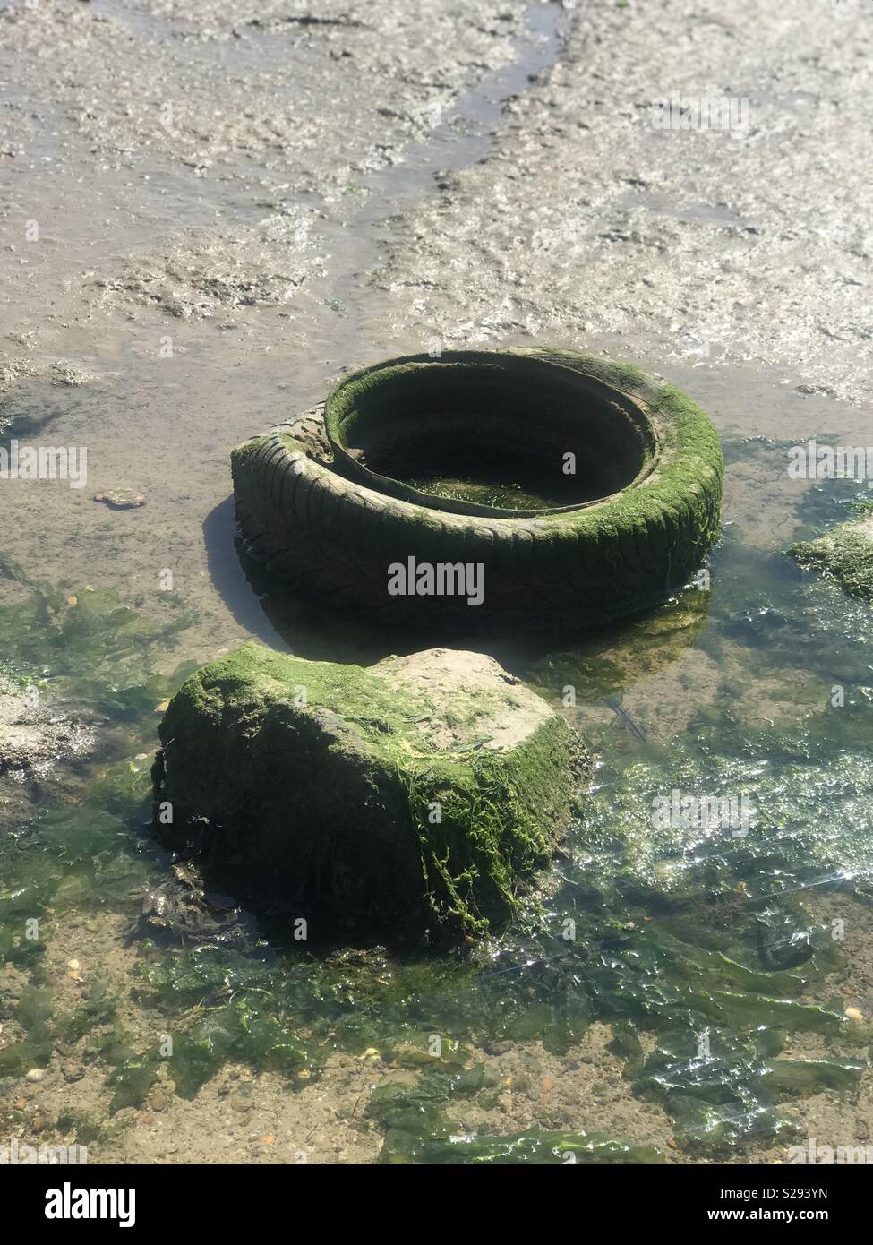 Old tyre seaweed hi-res stock photography and images - Alamy