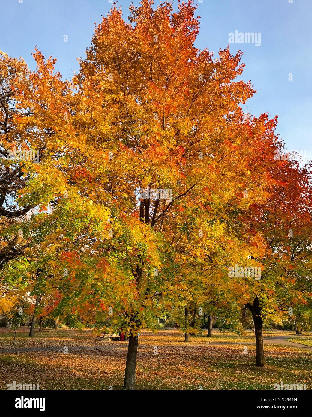 Colour trees hi-res stock photography and images - Alamy