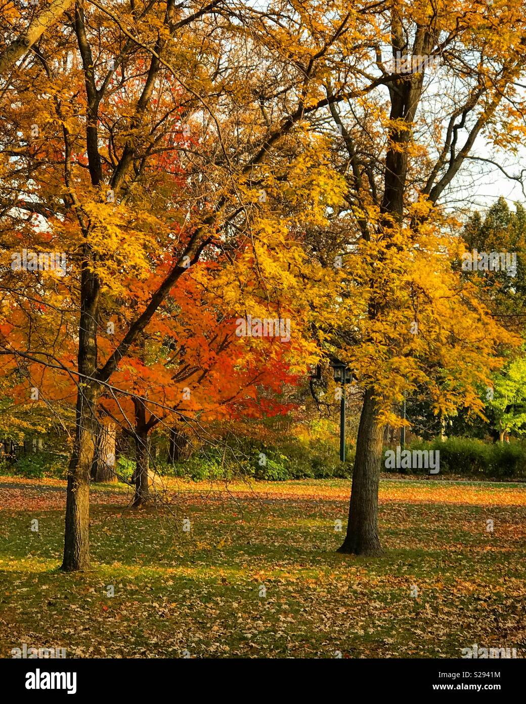 Trees autumn trees hi-res stock photography and images - Alamy
