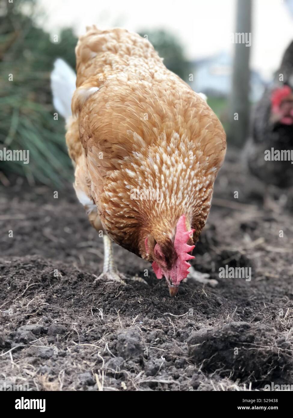 Free ranging chicken hi-res stock photography and images - Alamy