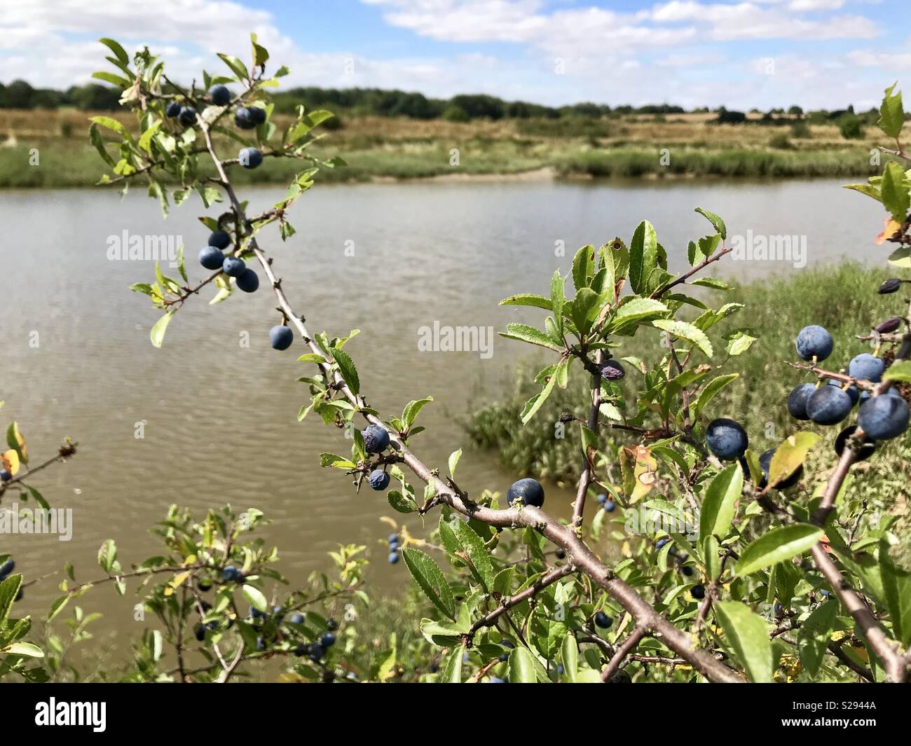 Sloe bush hi-res stock photography and images - Alamy